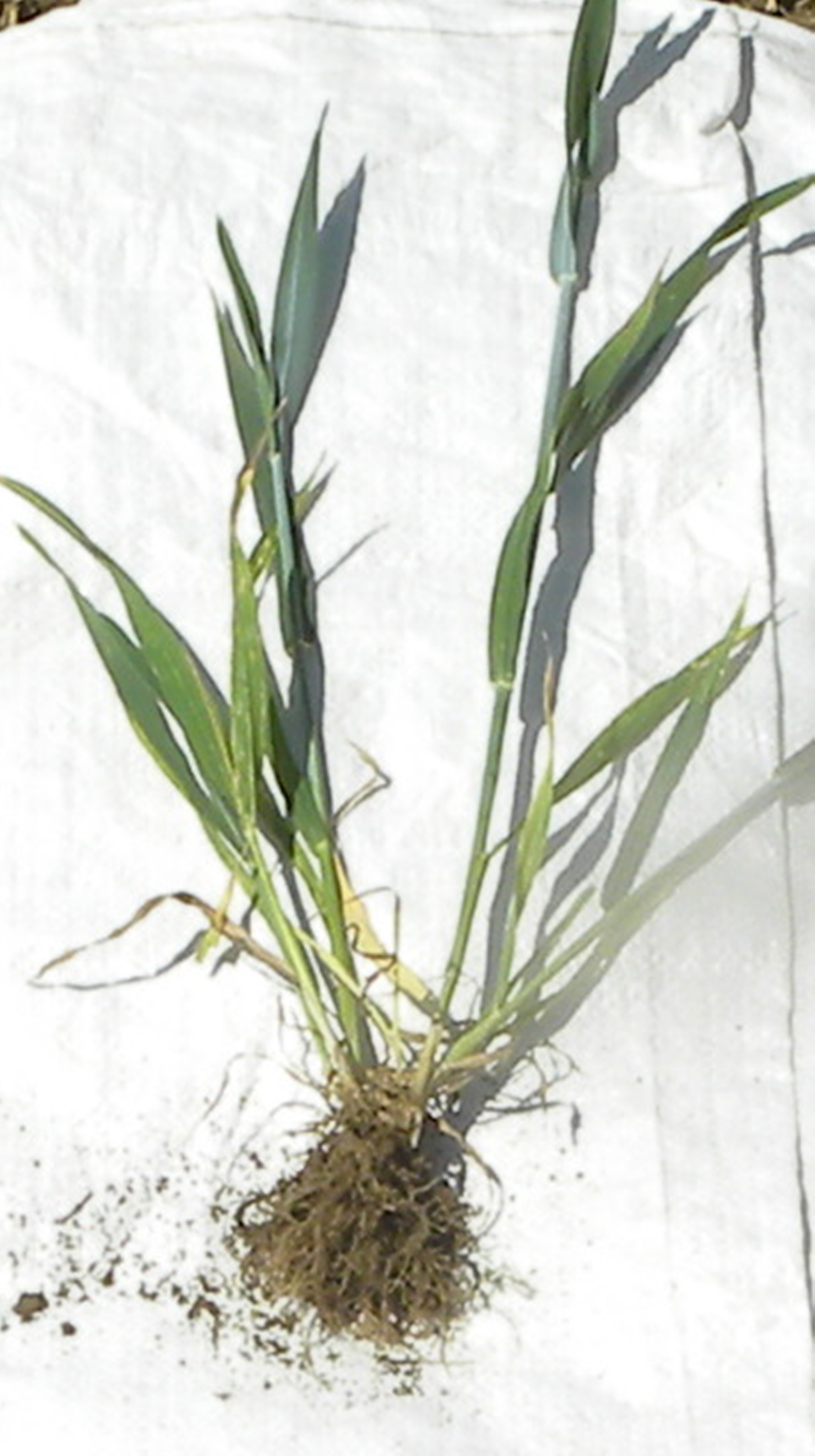 Detail článku - Energen